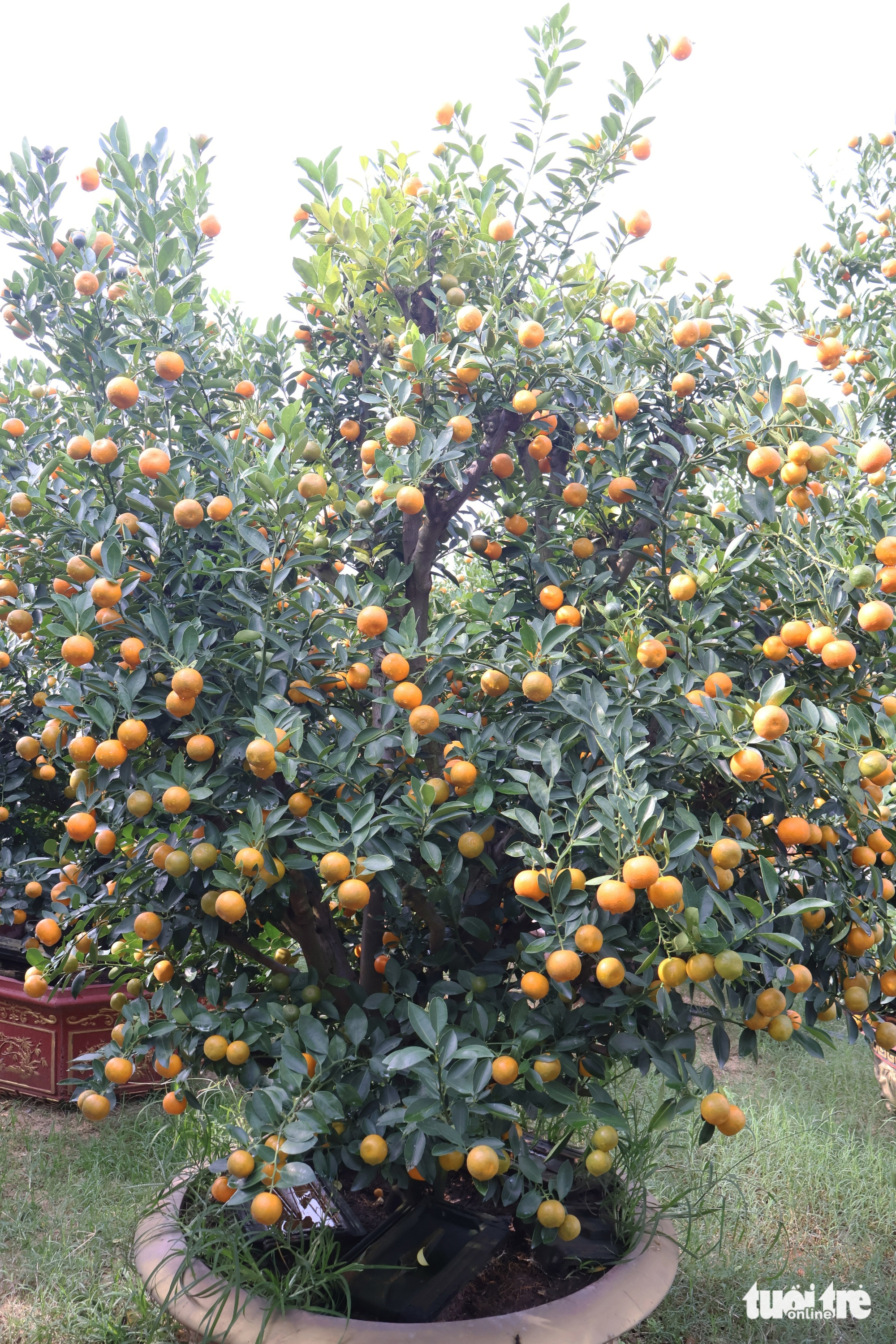 会安盆景金桔之都春节繁忙，价格较往年上涨 | 越南中文社｜越南新闻与政策信息中文平台
